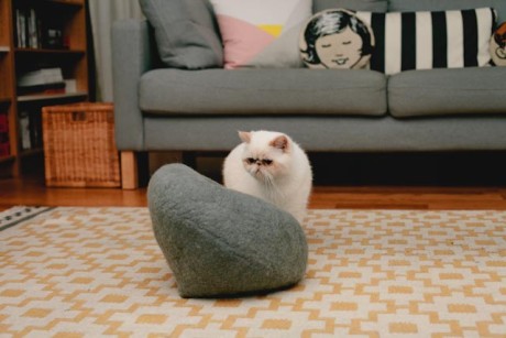 Catweek: Juno in a ball - The cat you and us
