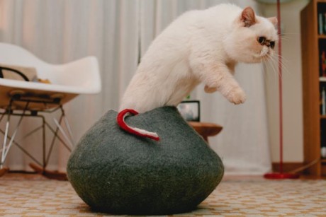 Catweek: Juno in a ball - The cat you and us