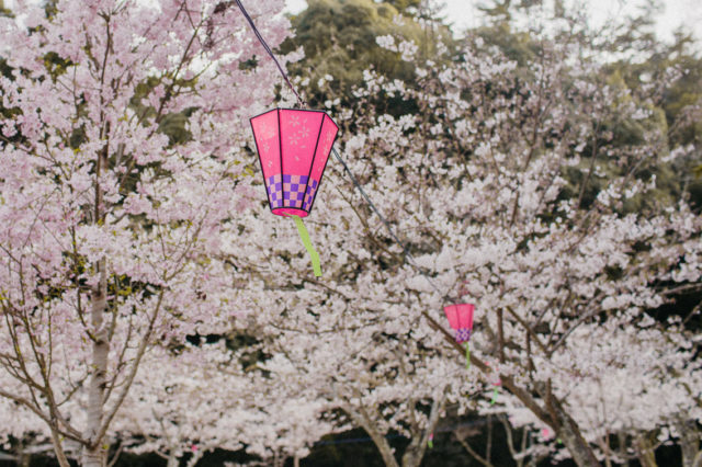 Spring in Japan: Living in a fairytale of sakura - The cat you and us