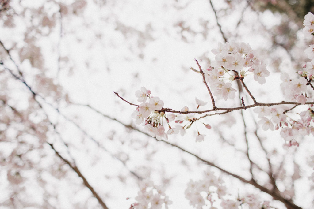 Spring in Japan: Living in a fairytale of sakura - The cat you and us